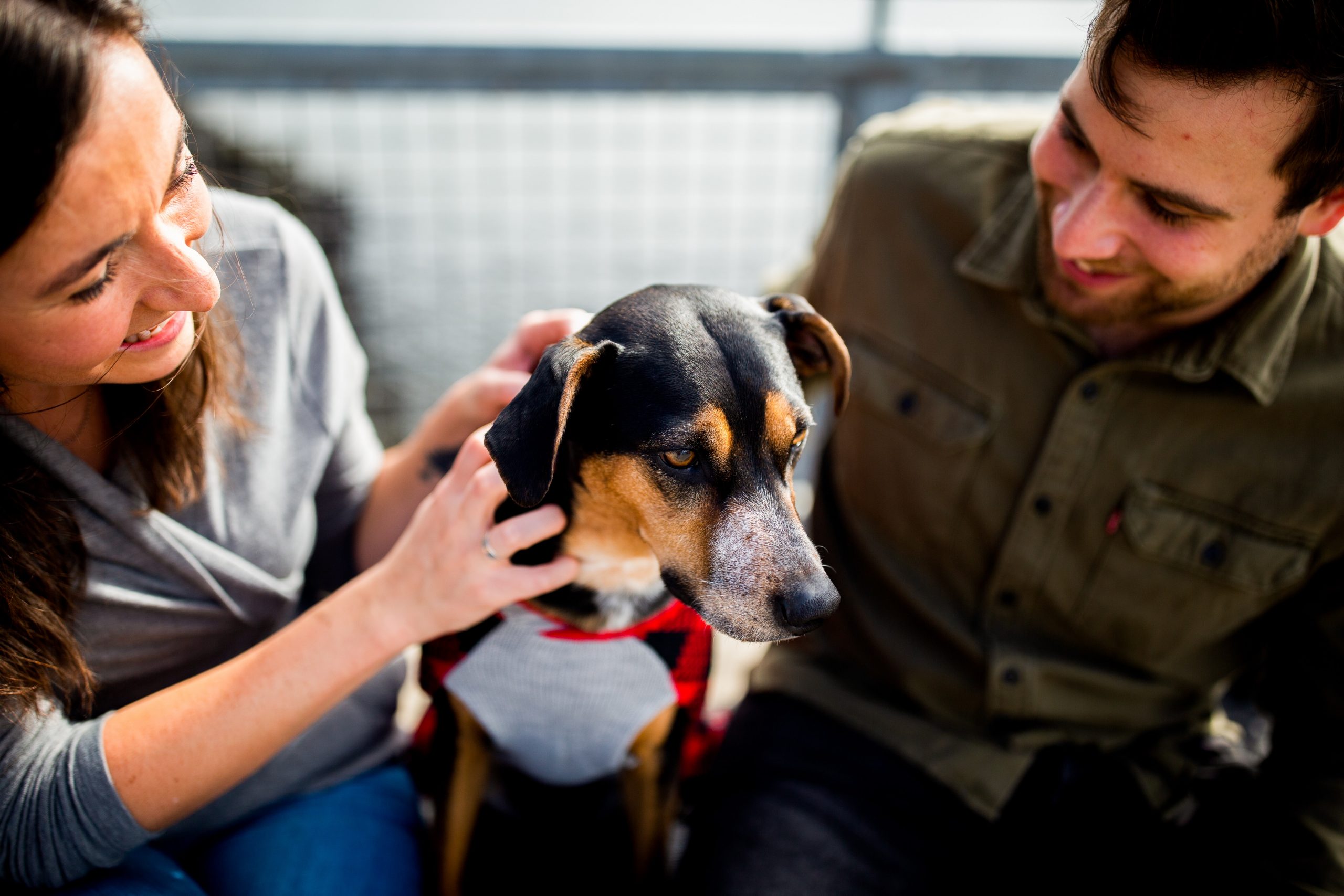 DEVENIR EDUCATEUR CANIN / COMPORTEMENTALISTE - VOX CANIS