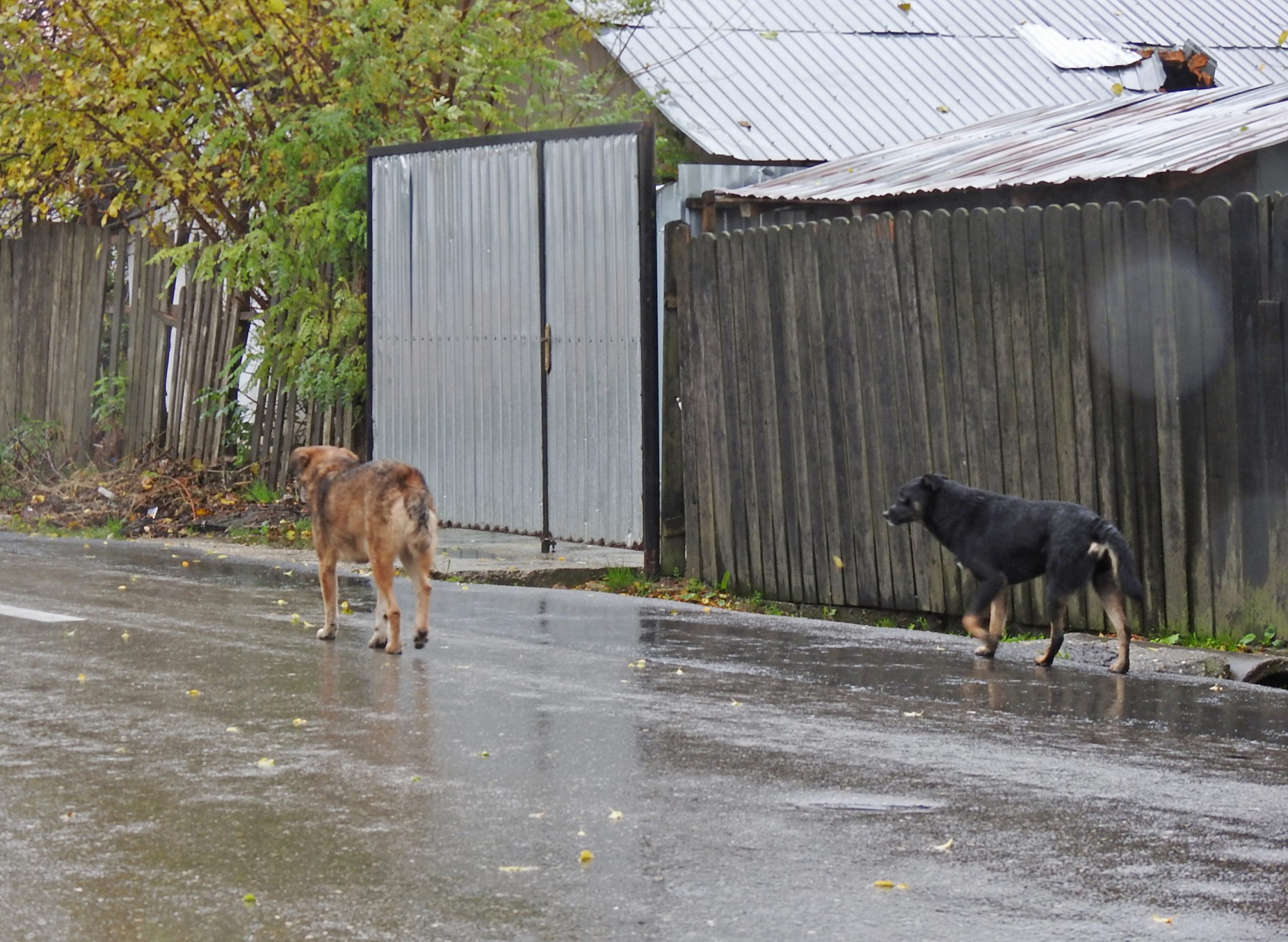 LA VIE DES CHIENS DES RUES EN ROUMANIE - VOX CANIS
