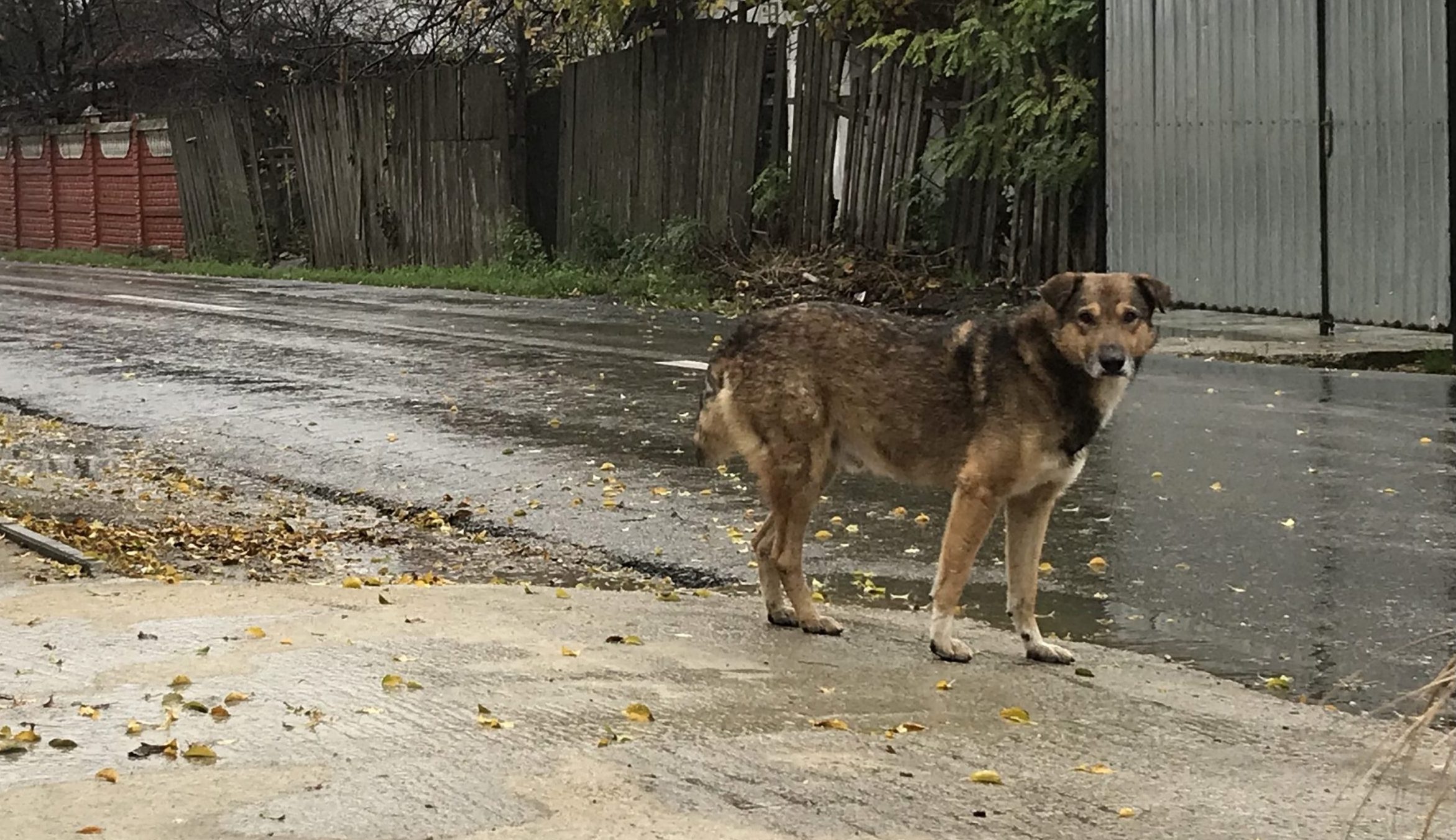 L’HISTOIRE DES CHIENS DES RUES DE BUCAREST - VOX CANIS